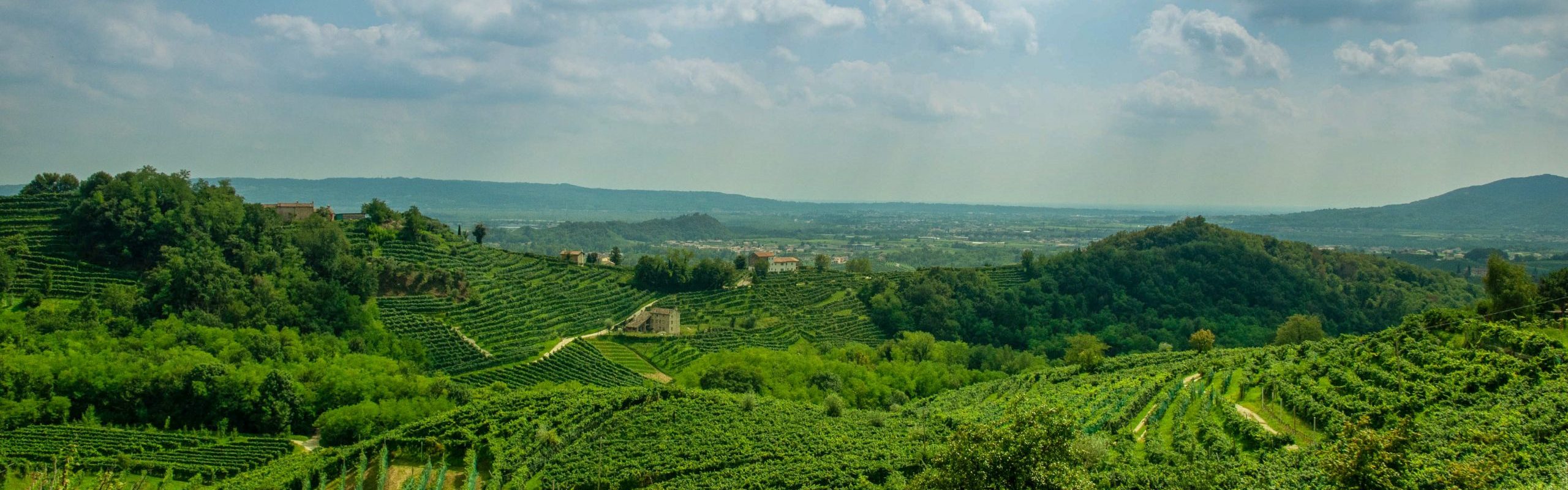 Our Story - Guinigi Wines